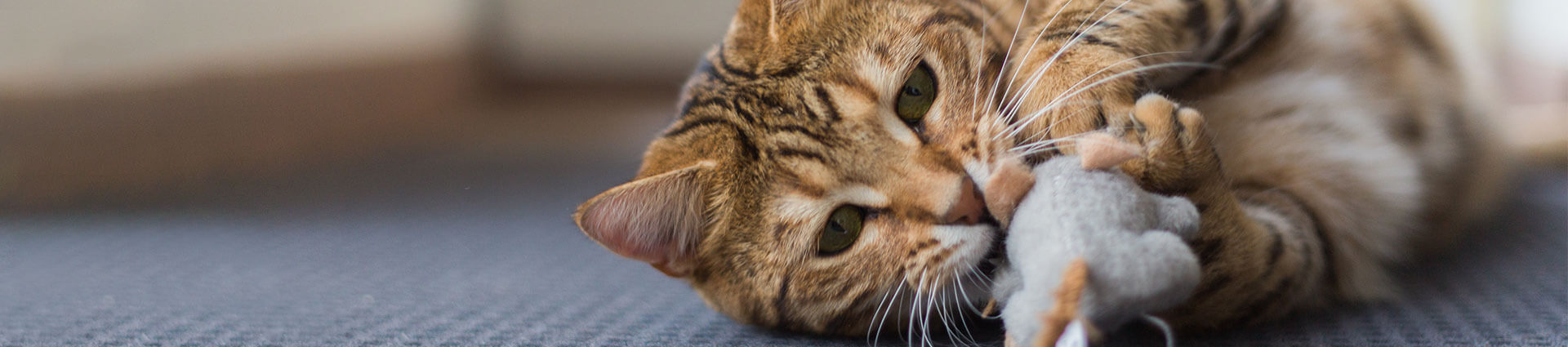 Barn Cat Interest Form - Pet Adoptions | Woods Humane Society