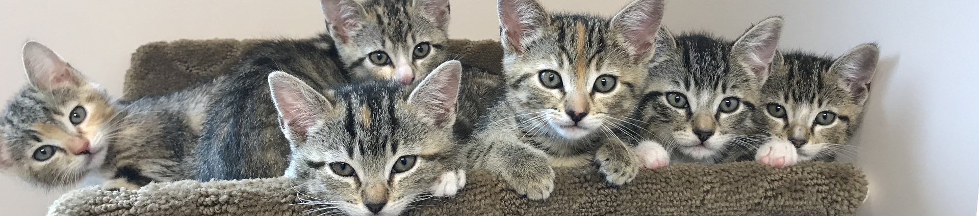 Found Kittens - Woods Humane Society