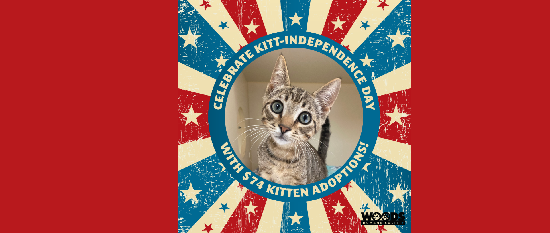 Celebrate 'Kitt-Independence' - Woods Humane Society