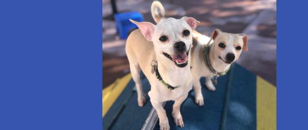 Animal Shelter - Pet Adoptions | Woods Humane Society