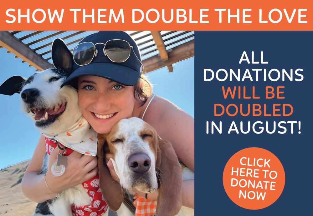 Animal Shelter - Pet Adoptions | Woods Humane Society