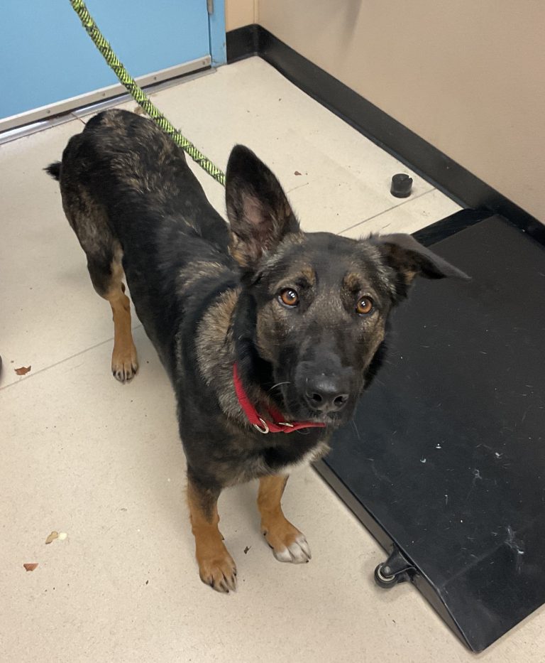 Woods Humane Society San Luis Obispo